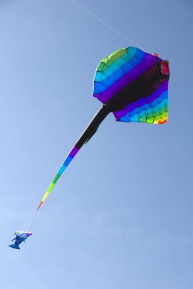Gigantic Kite Manta Ray International Kite Editorial Stock Photo ...