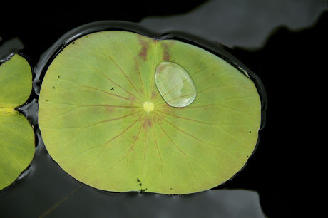 Waterlily Leaf Nymphaea Royal Botanical Gardens Editorial Stock Photo ...