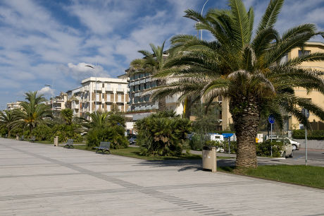 Palms On Beach Promenade Lido Di Editorial Stock Photo - Stock Image ...