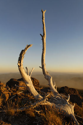 43 Skeletal trees Stock Pictures, Editorial Images and Stock Photos ...