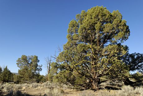 1000yearsold Western Juniper Tree Juniperus Occidentalis Editorial ...