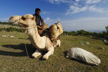 7 Arab shepherd man Stock Pictures, Editorial Images and Stock Photos ...