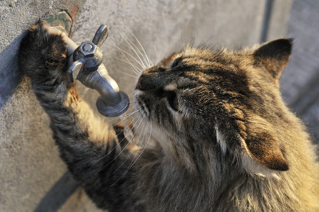 Cat Drinking Water Tap Editorial Stock Photo - Stock Image | Shutterstock