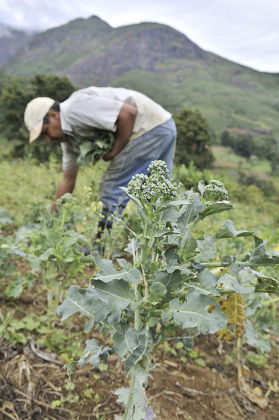 Farmer Harvesting Broccoli Organic Farming Petropolis Editorial Stock ...