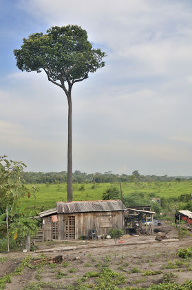 Hovel Farm Laborer Front Brazil Nut Editorial Stock Photo - Stock Image ...