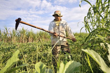 Farmer Weeding Okra Field Settlement Brazilian Editorial Stock Photo ...