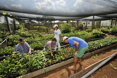 40 Farm labourer plants Stock Pictures, Editorial Images and Stock ...