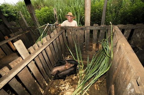 Farmer Feeding Pigs Sugarcane Smallholder Agriculture Editorial Stock ...