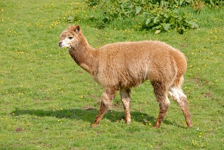 75 Lama alpaca Stock Pictures, Editorial Images and Stock Photos ...