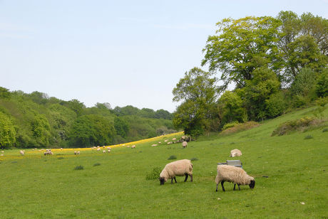 View Pasture Sheep Grazing Edge Woodland Editorial Stock Photo - Stock ...