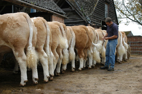 Worker Preparing Simmental Cattle Sale Grooming Editorial Stock Photo ...