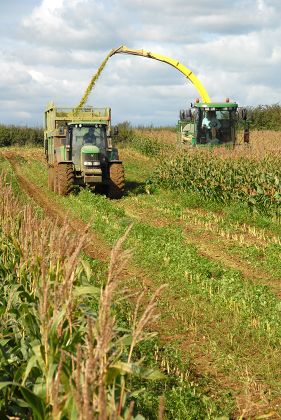 Maize Zea Mays Crop Forage Maize Editorial Stock Photo - Stock Image ...
