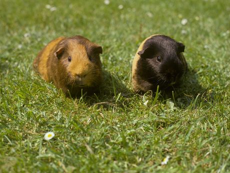 500 Caviidae Stock Pictures, Editorial Images and Stock Photos ...