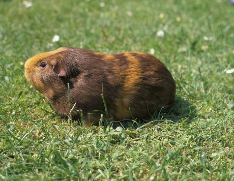 500 Caviidae Stock Pictures, Editorial Images and Stock Photos ...