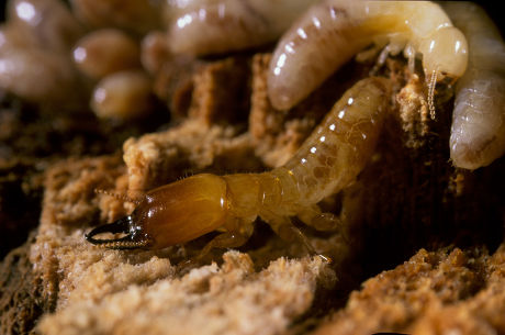 97 Termite insects Stock Pictures, Editorial Images and Stock Photos ...