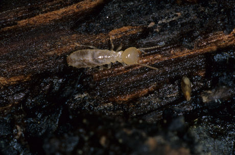 Termite Reticulitermes Lucifugus Worker Editorial Stock Photo - Stock ...