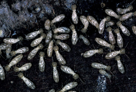 TERMITES RETICULITERMES LUCIFUGUS Editorial Stock Photo - Stock Image ...