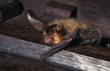 72 Common bats Stock Pictures, Editorial Images and Stock Photos ...