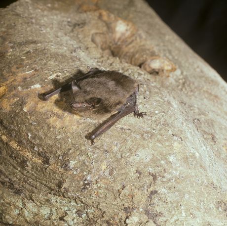 Serotine Bat Eptesicus Serotinus On Wood Editorial Stock Photo - Stock ...