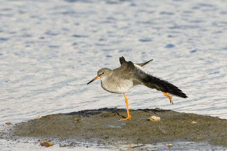 34 Mud wing Stock Pictures, Editorial Images and Stock Photos ...