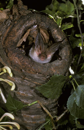 72 Common bats Stock Pictures, Editorial Images and Stock Photos ...