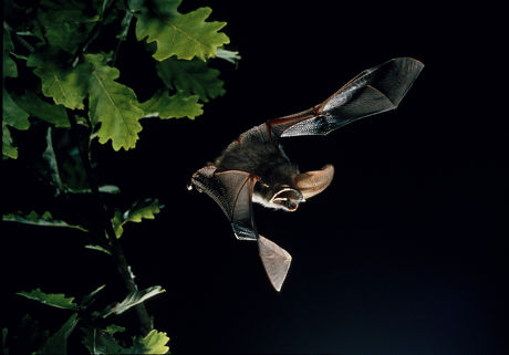 72 Common bats Stock Pictures, Editorial Images and Stock Photos ...