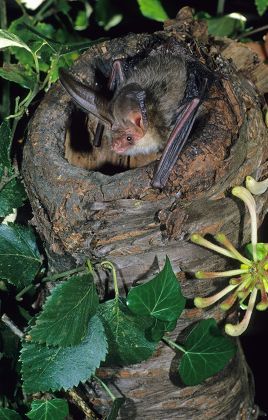 72 Common bats Stock Pictures, Editorial Images and Stock Photos ...