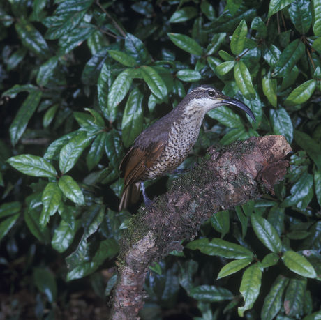 Paradise Riflebird Ptiloris Paradiseus Female Sitting Editorial Stock ...