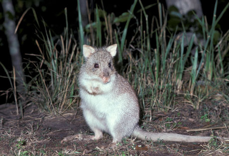 Rufous Rat Kangaroo Aepyprymnus Rufescens Sitting Editorial Stock Photo ...
