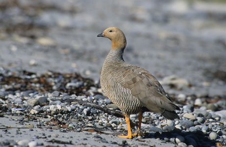 Ruddyheaded Goose Chloephaga Rubidiceps On Shingle Editorial Stock ...