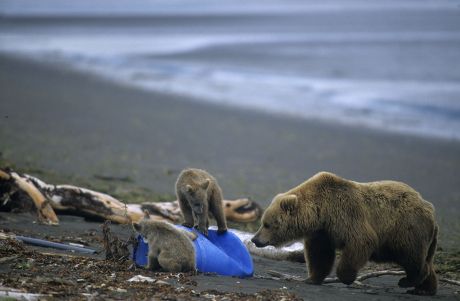 23 Katmai bay Stock Pictures, Editorial Images and Stock Photos ...
