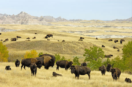 North American Bison Bison Bison Herd Editorial Stock Photo - Stock ...