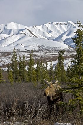 American Moose Alces Alces Americanus Adult Editorial Stock Photo ...