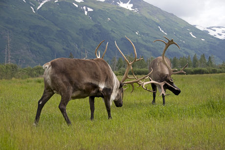 31 Ground rut Stock Pictures, Editorial Images and Stock Photos ...