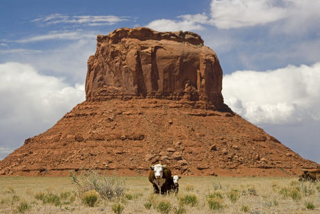 Domestic Cattle Bos Primigenius Taurus Hereford Editorial Stock Photo ...