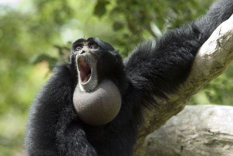43 Siamangs Stock Pictures, Editorial Images and Stock Photos ...