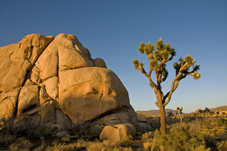Joshua Tree Yucca Palm Yucca Brevifolia Editorial Stock Photo - Stock ...