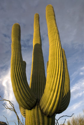 Saguaro Cactus Carnegiea Gigantea Swollen Stems Editorial Stock Photo ...