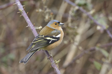 32 Common chaffinches Stock Pictures, Editorial Images and Stock Photos ...