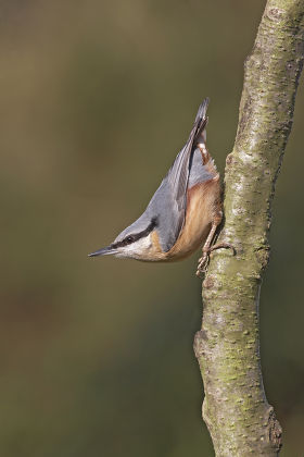 European Nuthatch Sitta Europaea Adult Perched Editorial Stock Photo ...