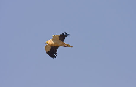 Canarian Egyptian Vulture Neophron Percnopterus Majorensis Editorial ...