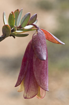 Qualup Bell Pimelea Physodes Closeup Flower Editorial Stock Photo ...