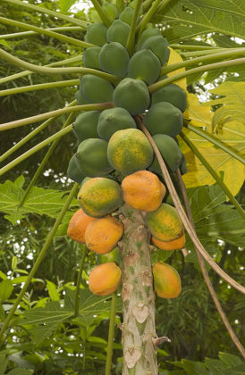 32 Pawpaw tree Stock Pictures, Editorial Images and Stock Photos ...