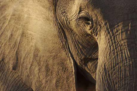 78 Elephants ear Stock Pictures, Editorial Images and Stock Photos ...