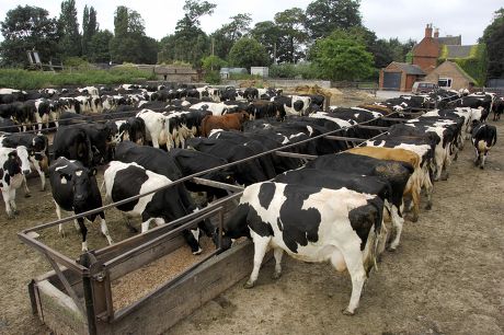 250 Cattle trough Stock Pictures, Editorial Images and Stock Photos ...
