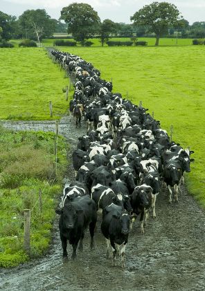 Domestic Cattle Bos Primigenius Taurus Holstein Editorial Stock Photo ...