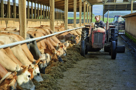 250 Cow barns Stock Pictures, Editorial Images and Stock Photos ...