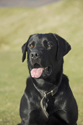 Domestic Dog Canis Lupus Familiaris Black Editorial Stock Photo - Stock ...