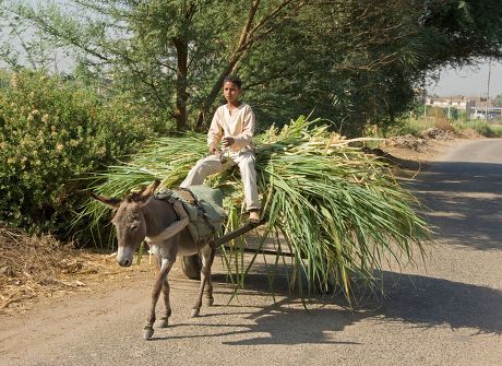 30 Cane cart Stock Pictures, Editorial Images and Stock Photos ...