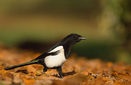 Common Magpie Pica Pica Adult Walking Editorial Stock Photo - Stock ...